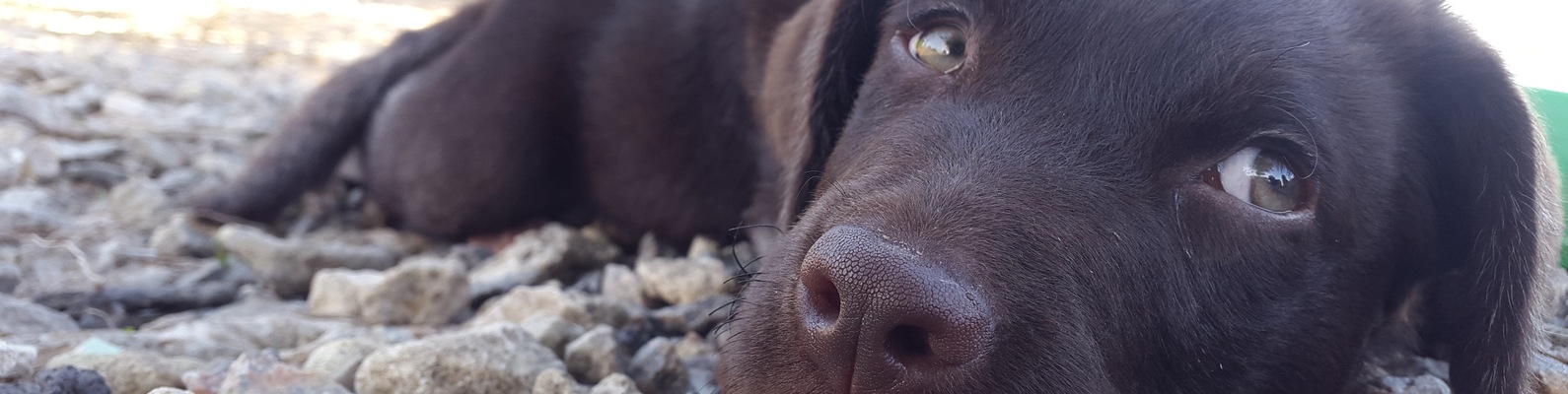 Tyson Labrador | Приветствуем в сообществе Tyson Labrador!!! 2025 ...